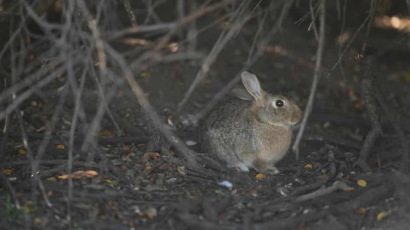 Rabbit plague looms amid calls for new biocontrols